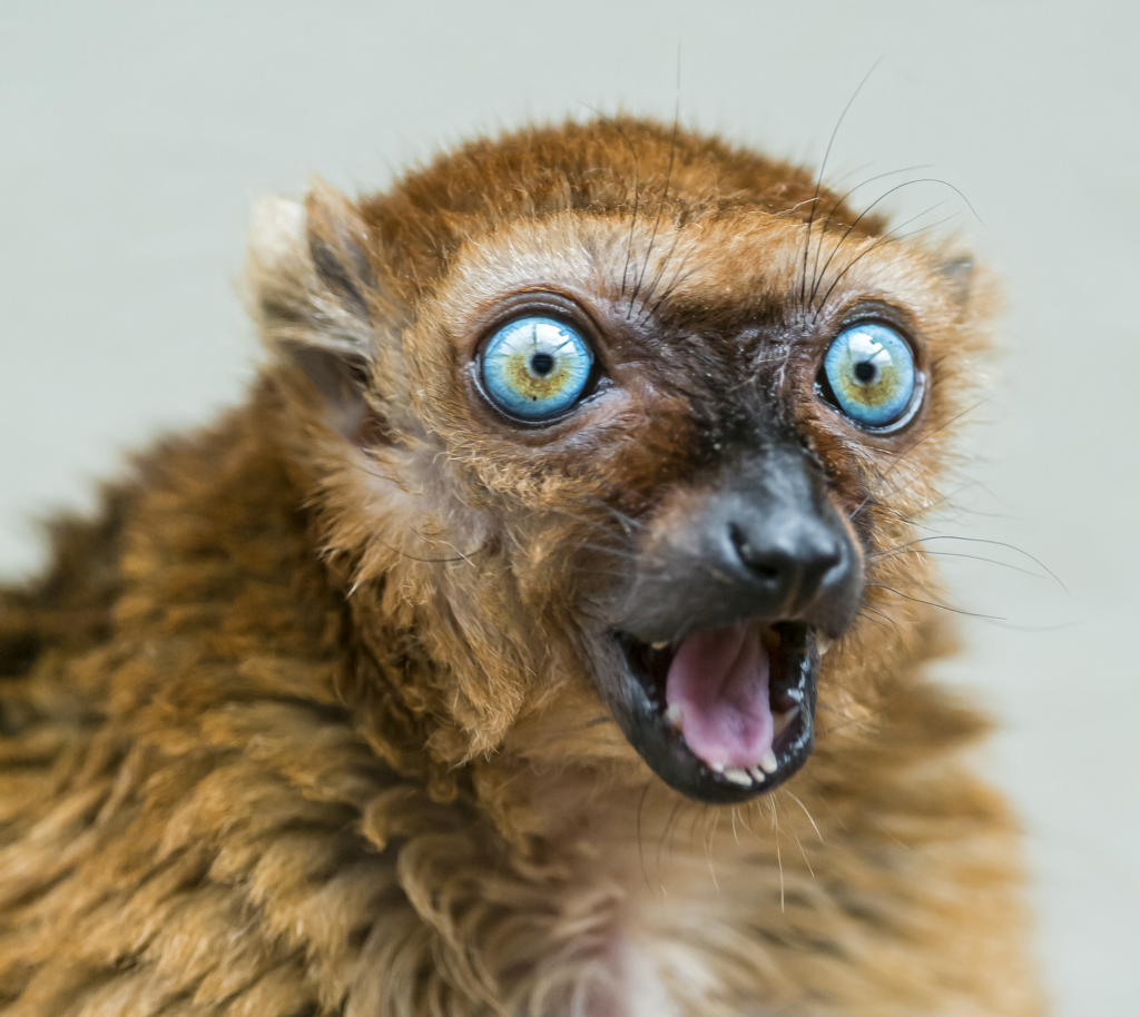 Il mio regno per un cavillo - OggiScienza