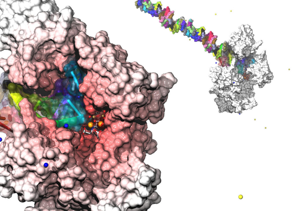 SAM, così si assembla il DNA. La scoperta di Marco de Vivo, vincitore ...