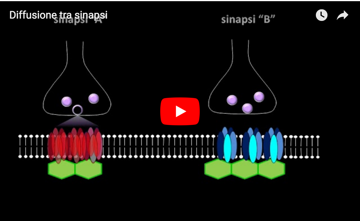 Sinapsi chiacchierone - OggiScienza