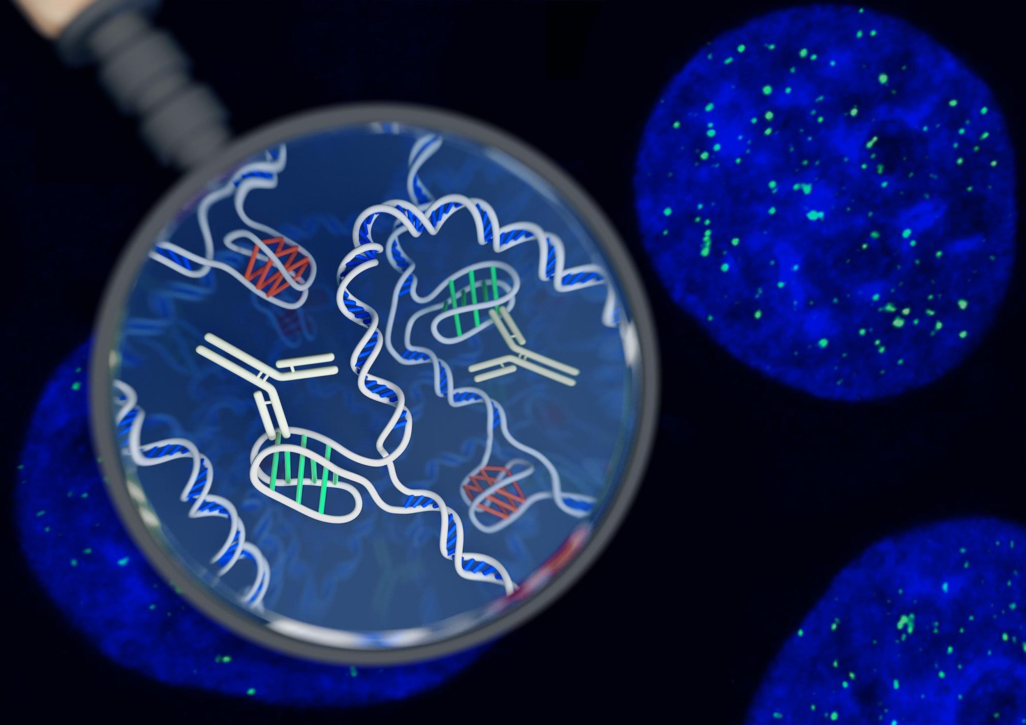 I-motif, scoperta la nuova forma del DNA nelle nostre cellule - OggiScienza