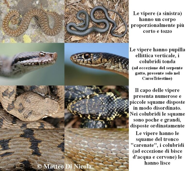 Serpenti in Italia, sfatiamo i miti per una convivenza pacifica ...