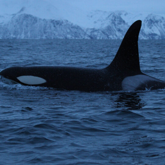 Orche contro barche, gli attacchi anomali in Spagna e Portogallo ...